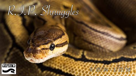 Snake Update 2016 Triple B Tv Ep20 Youtube