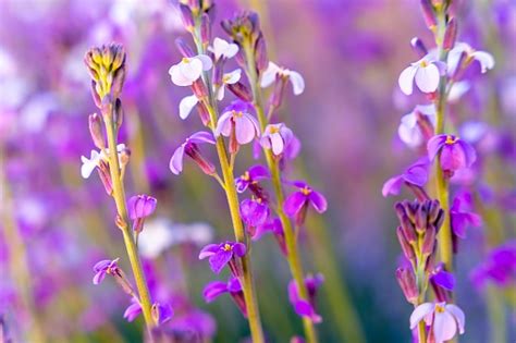 로케스 데 그라시아의 산 꽃과 테네리페의 테이데 자연에 있는 로케 친차도 0명에 대한 스톡 사진 및 기타 이미지 0명 꽃 나무 꽃 식물 Istock