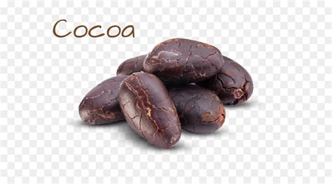 Detail Biji Coklat Png Koleksi Nomer 17