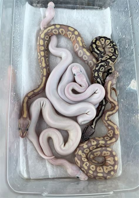 Ball Or Nothing Pythons Ball Python Things Ball Pythons