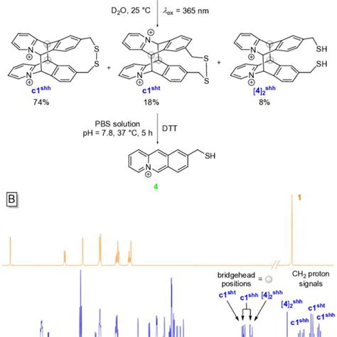 Scheme 3 Photocycloaddition Reduction Sequence Of Disulfide 1 To Thiol