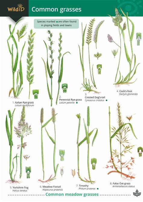 Grasses Guide Field Studies Council
