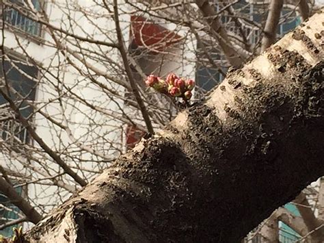 今年の桜は例年よりも早く開花？少し咲き始めた釜山の桜！ プサンナビ