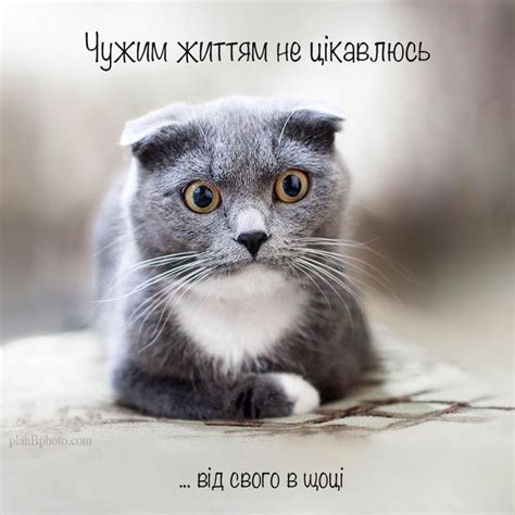 Чужим життям не цікавлюсь смішна картинка з котом