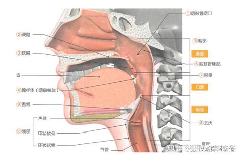 磁共振鼻咽颈部规扫描规范及技术应用一 知乎