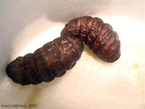 Bot Fly Larvae