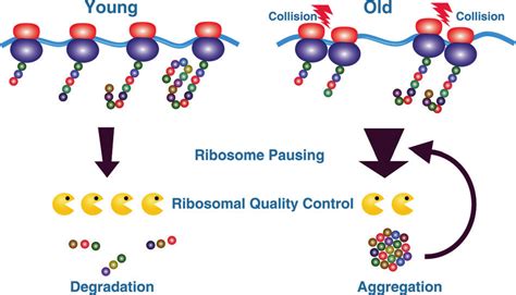 Ribosomal Pausing Increasingly Provokes Ribosomal Collisions With Age