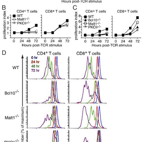 PKC θ T cells show defective p65 nuclear localization Download