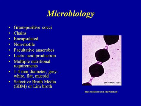 Streptococcus Agalactiae Gram Stain