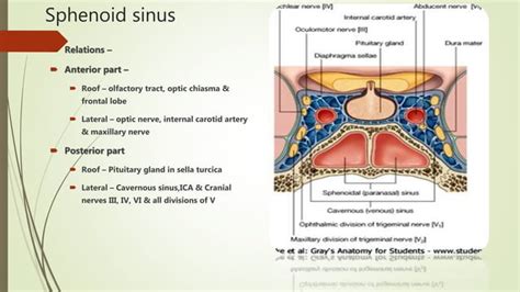Anatomy Of Pns Pptx