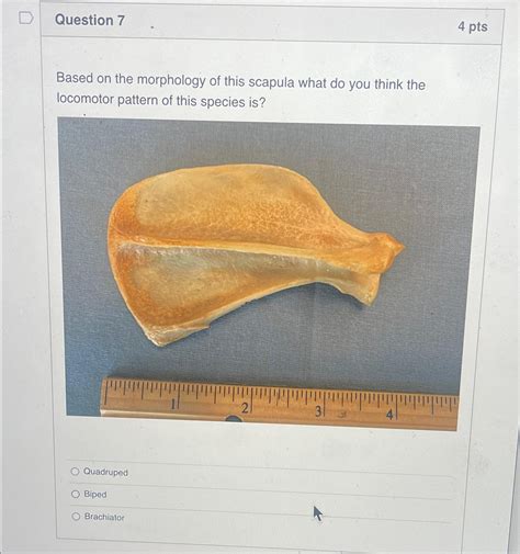 Solved Question 74 ﻿ptsbased On The Morphology Of This
