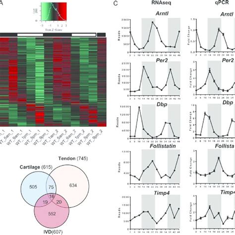 Circadian Transcriptome In Mouse Intervertebral Disc Ivd Identified Download Scientific