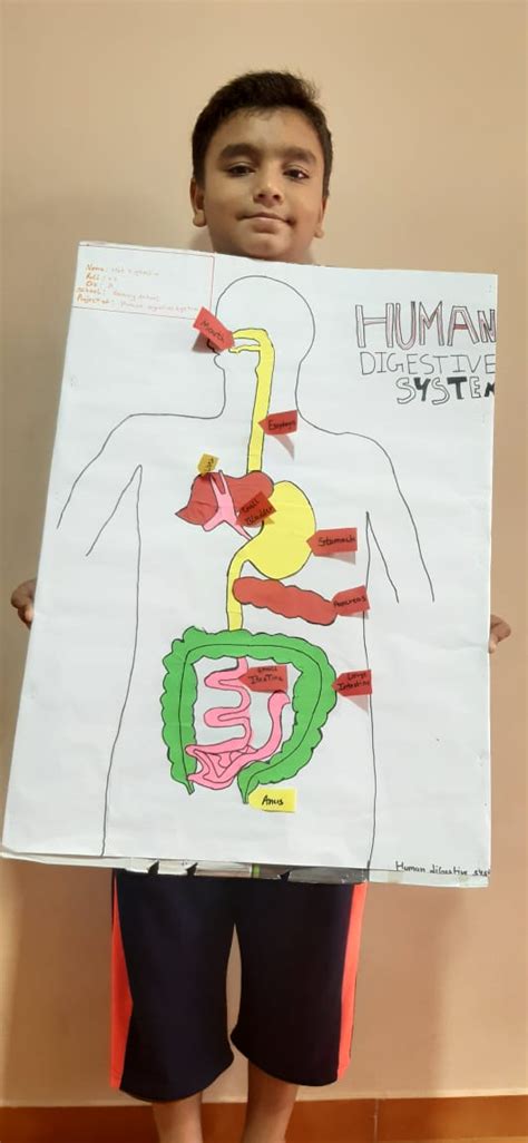 Digestive System Model Project Digestive System Idea Pintere