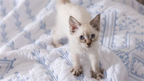 Por Que Gatos Amassam P Ozinho Alto Astral
