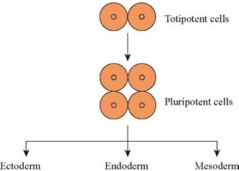 Difference Between Totipotency And Pluripotency In Plants [heres The