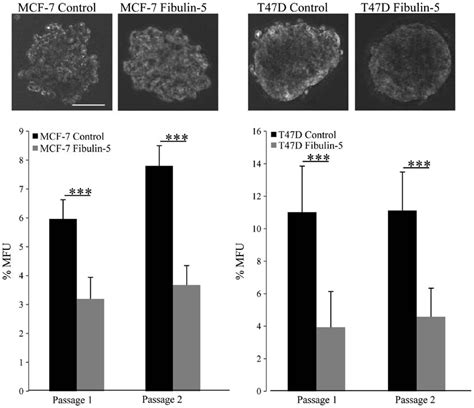 Fibulin 5 Affects Self Renewal Of Mammosphere Forming Units Presence Download Scientific