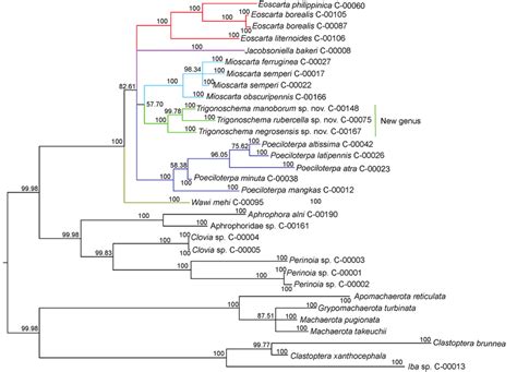 Bayesian 50 Consensus Tree Based On Partitioned Analysis Of Combined Download Scientific