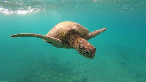 Great Sea Turtle