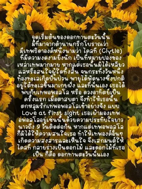 ความหมายของทานตะวัน🌻 แกลเลอรีที่โพสต์โดย Mh Lemon8