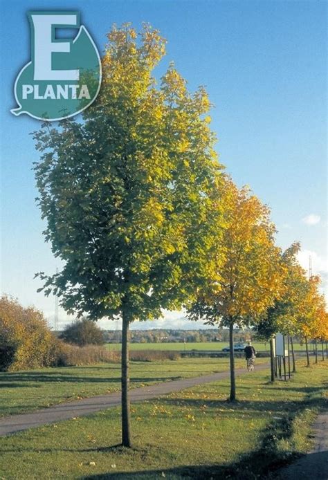 Spisslønn Fk Ultuna E Planteportalen