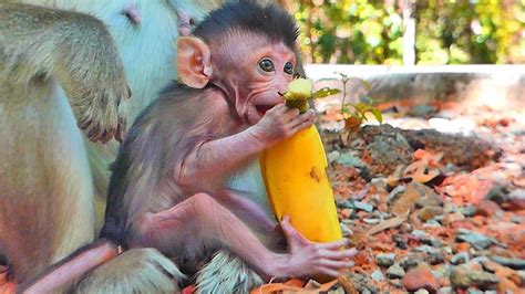 Amazing Clip!.. Adorable New Baby Arian Really Want Trying Banana - YouTube