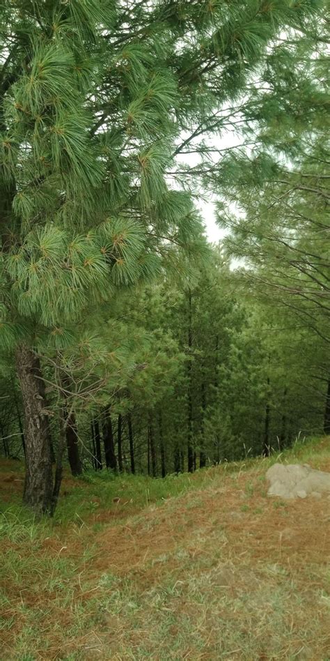 Muhammad Tayyab Yaqub On Linkedin Nature Soothingnature Takeabreak