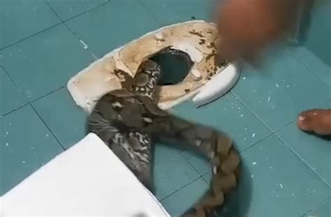Enormous 12 Foot Python Surprises Homeowner As It Slithers Through Toilet