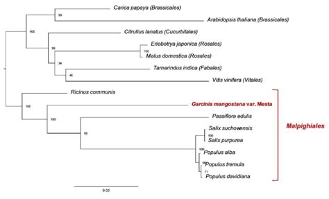 Phylogenomic Tree Maximum Likelihood Of 15 Species Based On 22