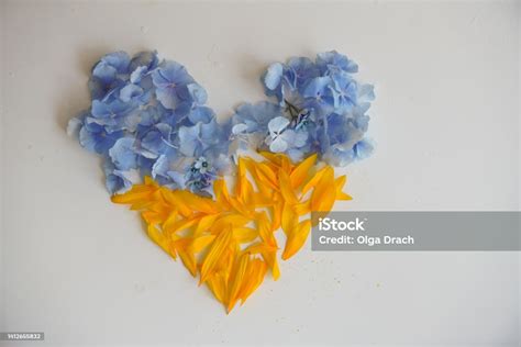 흰색 배경에 노란색과 파란색 꽃잎과 꽃으로 만든 심장 모양의 우크라이나 국기 노랑에 대한 스톡 사진 및 기타 이미지 노랑