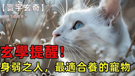 【寰宇玄奇】玄学提醒：身弱之人，最适合养的宠物 Youtube