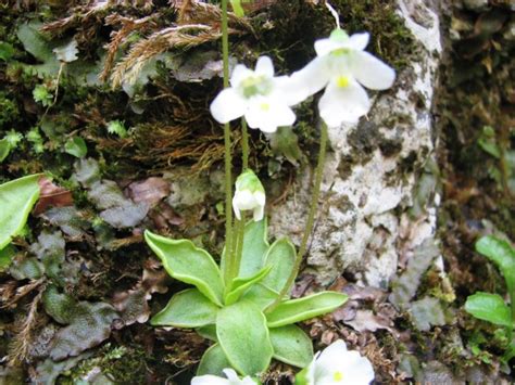Flora Np Risnjak
