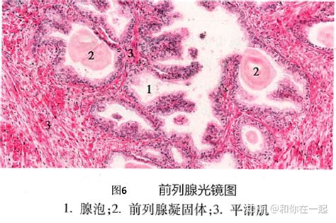 陈医生带你了解前列腺炎之“解剖及生理”篇 知乎
