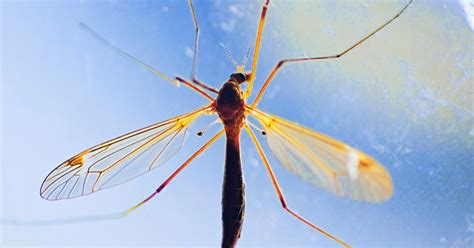 Cellulitis From A Bug Bite Pictures Treatment Outlook And More