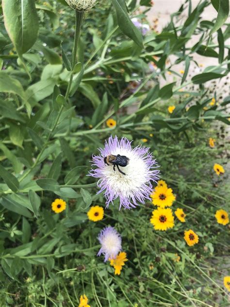 Ptilothrix From Ash St Katy TX US On May 24 2023 At 01 18 PM By Lynn Paulsen INaturalist