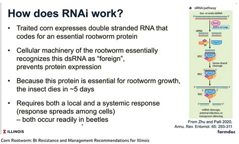 Corn Rootworm Beetle Counts Forecast Problems For 2023 Agweb