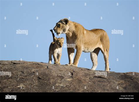Lion With Cub Walking On Rocks Panthero Leo Serengeti National Park