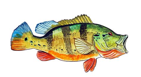 Peacock Bass Printed Vinyl Decal Sticker Car Window Wall High Quality