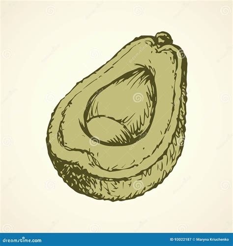 Avocado Vector Drawing Stock Vector Illustration Of Monochrome 93022187