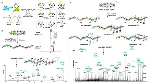 Analytical Tools For Dynamic Combinatorial Libraries Of Cyclic Peptides