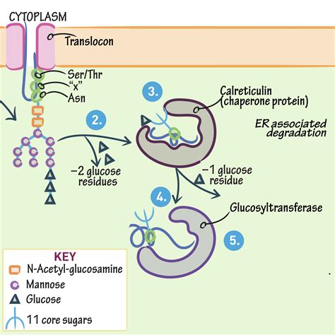 cell biology glossary protein folding and n linked glycosylation