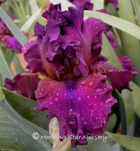 Tb Iris Germanica Palace Symphony Blyth 2006