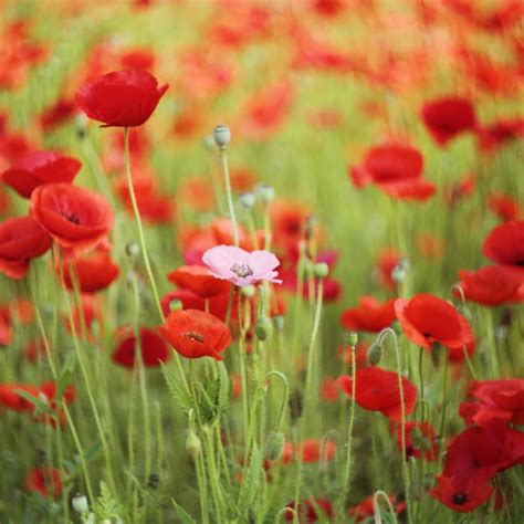 양귀비 꽃말 개화시기 화초양귀비 씨앗부터 키우기 네이버 블로그