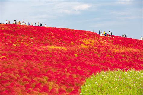 10月ベストシーズンの国内旅行先コキアの絶景から京都三大祭りのひとつ時代祭まで10月の祭りイベント5選 TABIZINE人生