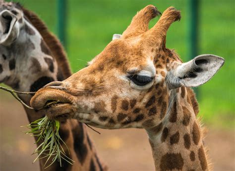 Animal Interactions Blackpool Zoo