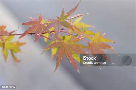 단풍나무의 잎은 빨간색 일본 모에 녹색에서 색상을 변경 10월에 대한 스톡 사진 및 기타 이미지 10월 11월 가을 Istock