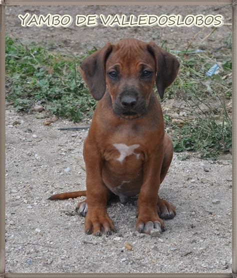 Rhodesian Ridgeback Y Vizslavalle Dos Lobos Los Cachorros De