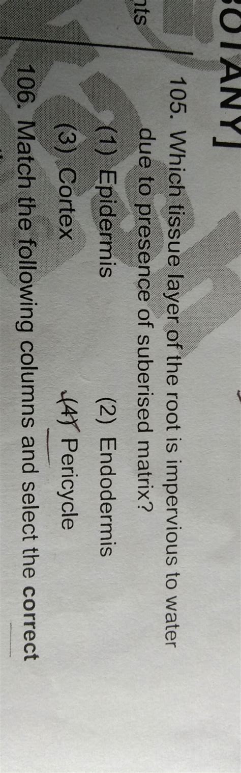 Which Tissue Layer Of The Root Is Impervious To Water Due To Presence Of