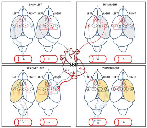 Significant Intra And Inter Hemispheric Correlations Between A Brain
