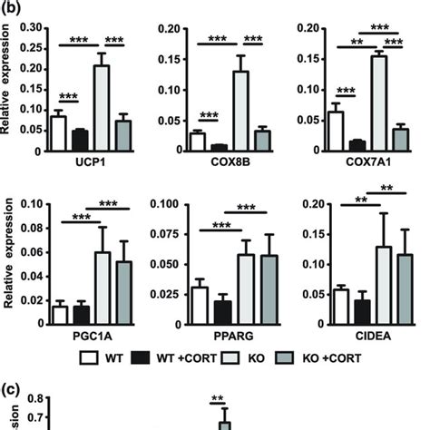 11b HSD1 KO Protection From GC Exposure In Brown Adipocytes Is Cell