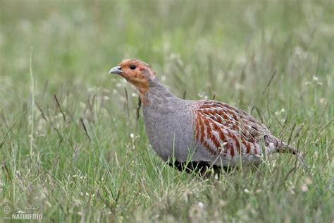 Grey Partridge Photos Grey Partridge Images Nature Wildlife Pictures